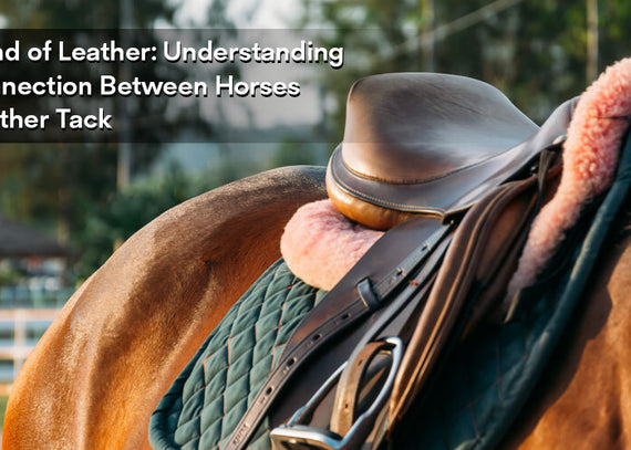 The Bond Between Horse and Rider: Building Trust and Connection – The Ashva